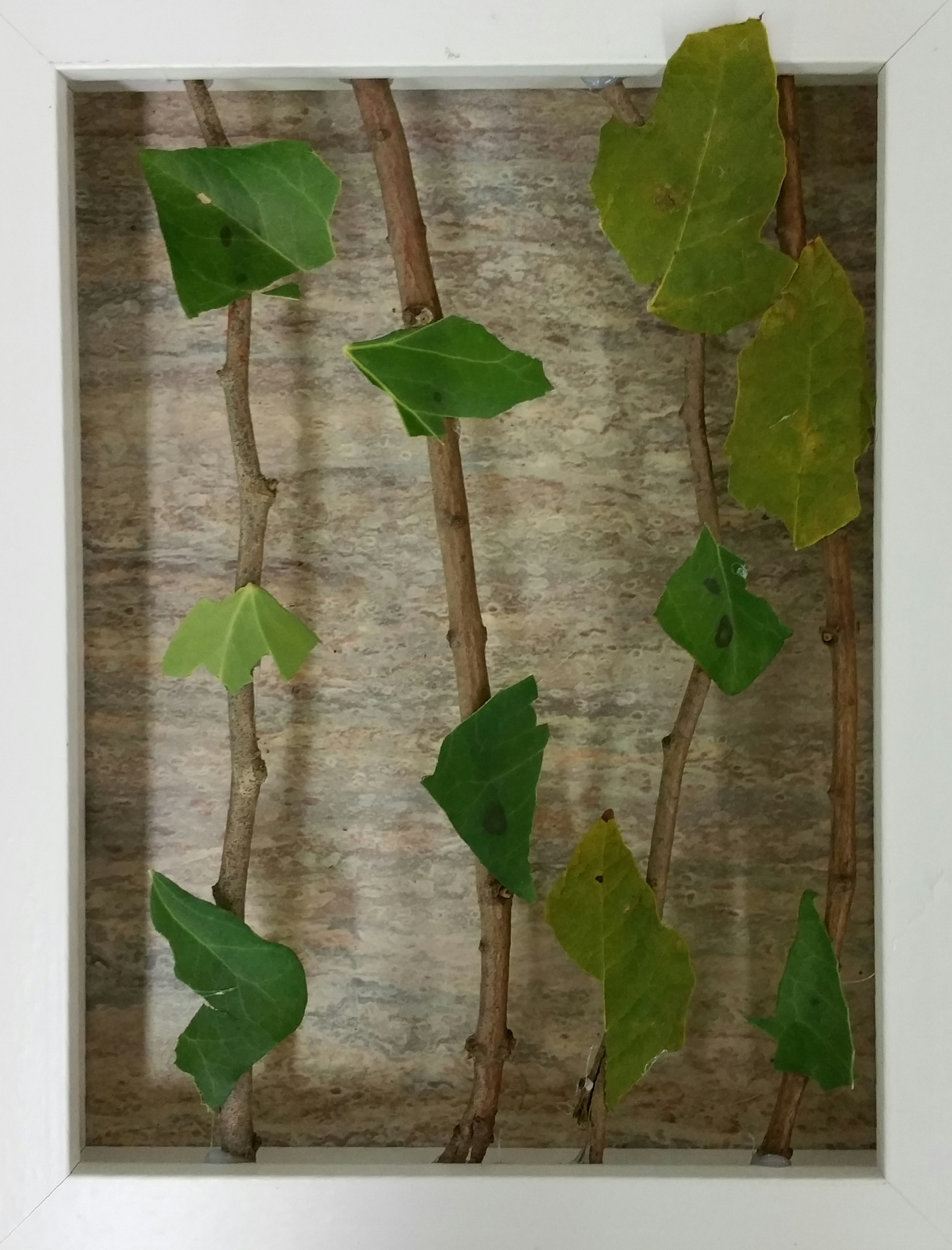 Nature Explorers are On a Roll ! - artmania